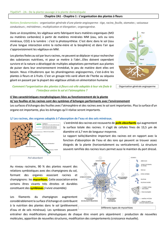 Tspé De la plante sauvage à la plante domestiquée