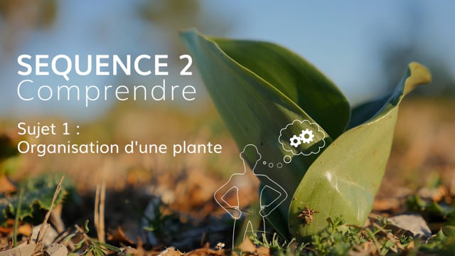 Tspé De la plante sauvage à la plante domestiquée